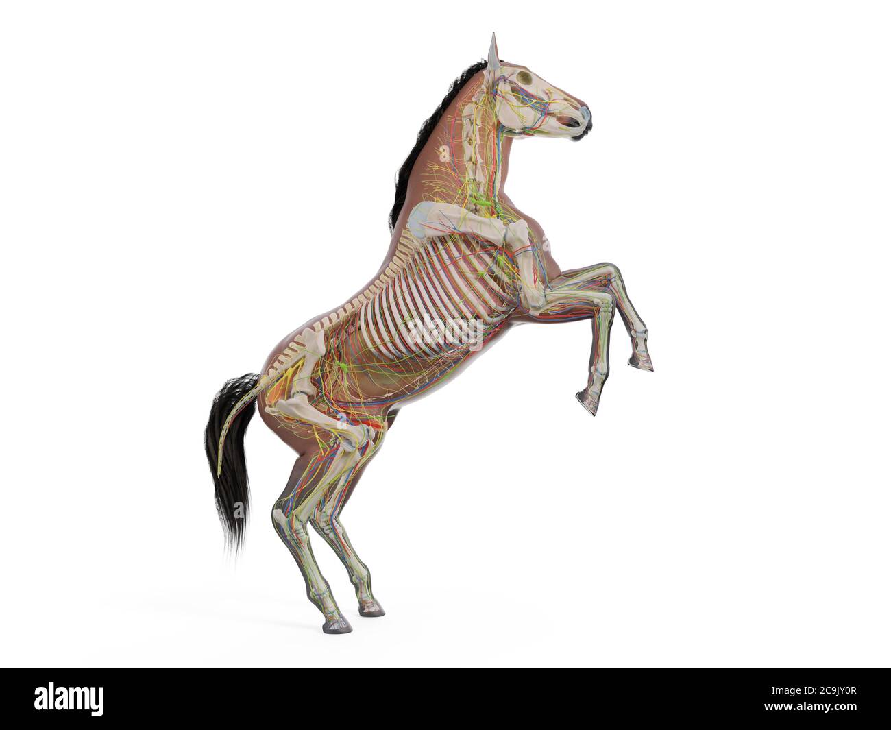 Horse anatomy, computer illustration Stock Photo - Alamy
