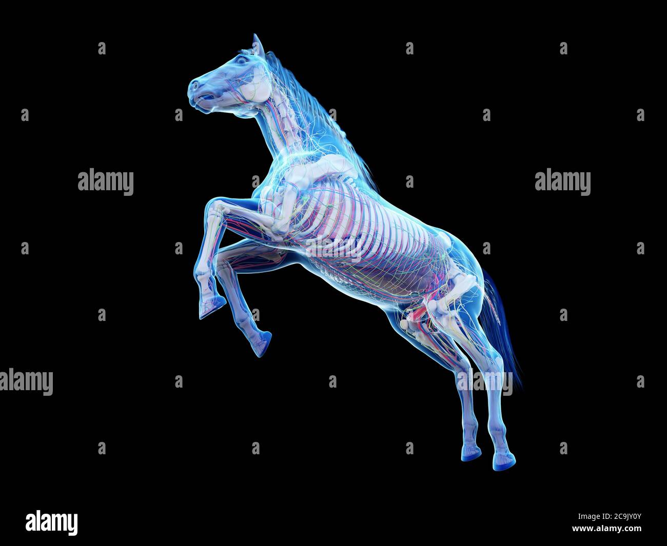 Horse anatomy, computer illustration Stock Photo - Alamy