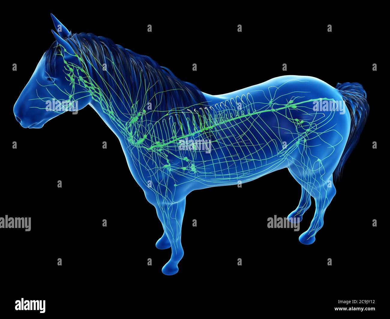 Horse lymphatic system, computer illustration Stock Photo - Alamy