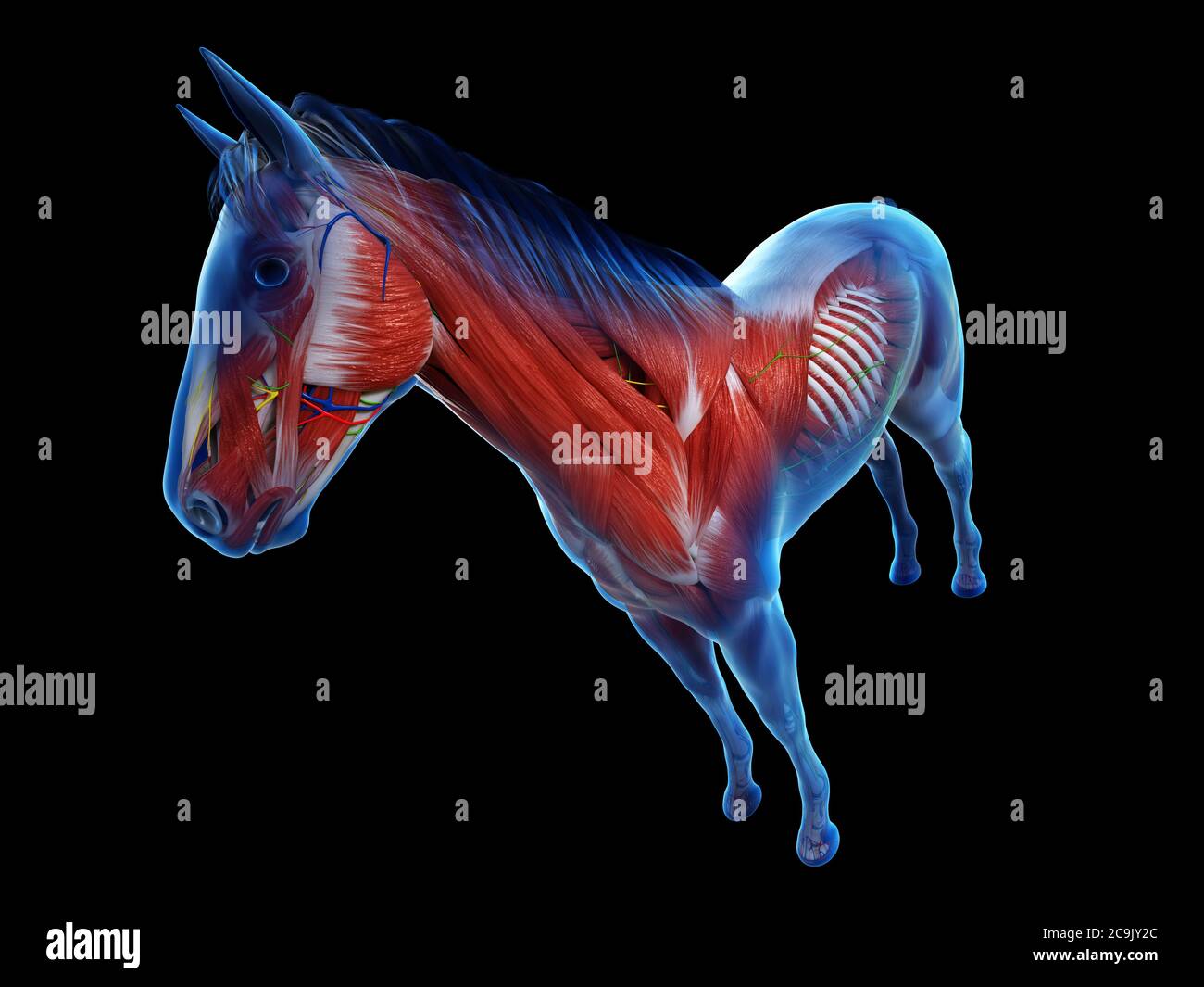 Horse anatomy, computer illustration Stock Photo - Alamy