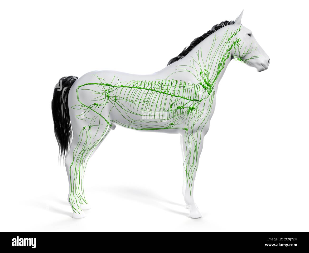 Horse lymphatic system Cut Out Stock Images & Pictures - Alamy