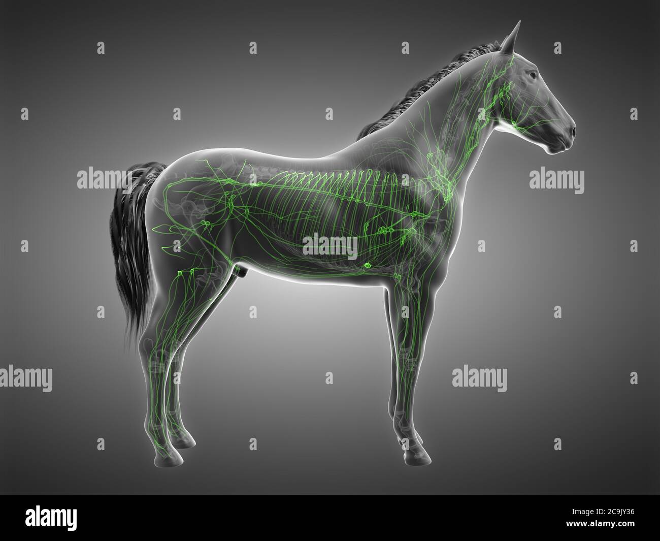 Horse lymphatic system, computer illustration Stock Photo - Alamy