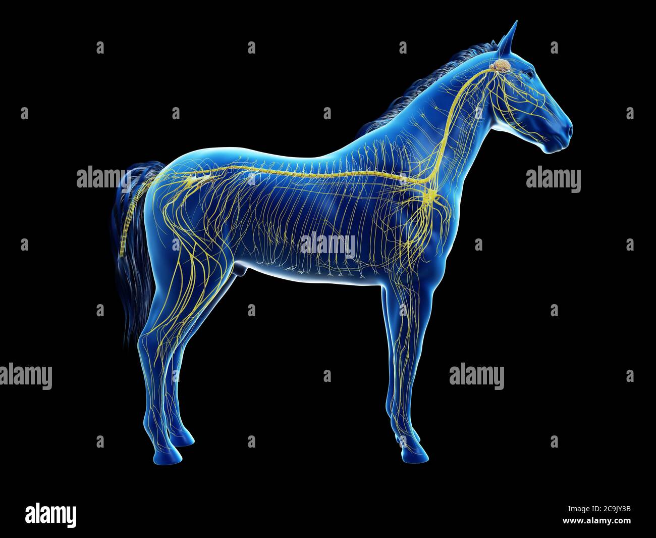 Horse nervous system, computer illustration Stock Photo - Alamy