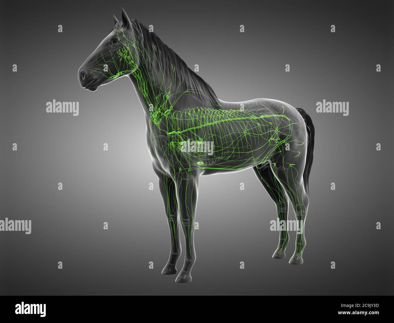 Horse lymphatic system, computer illustration Stock Photo - Alamy