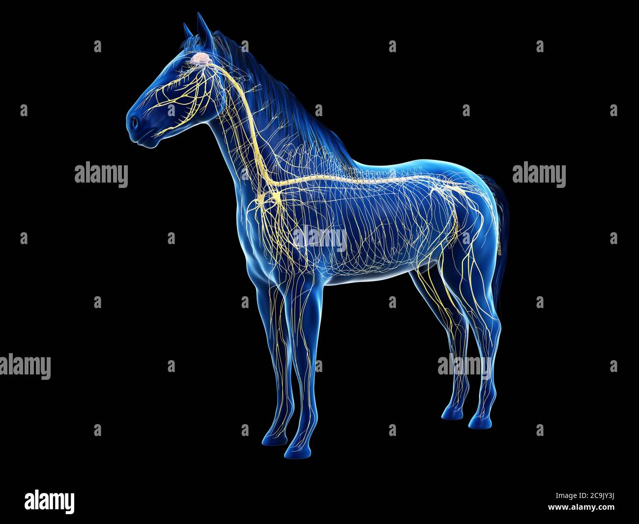 Horse nervous system, computer illustration Stock Photo - Alamy