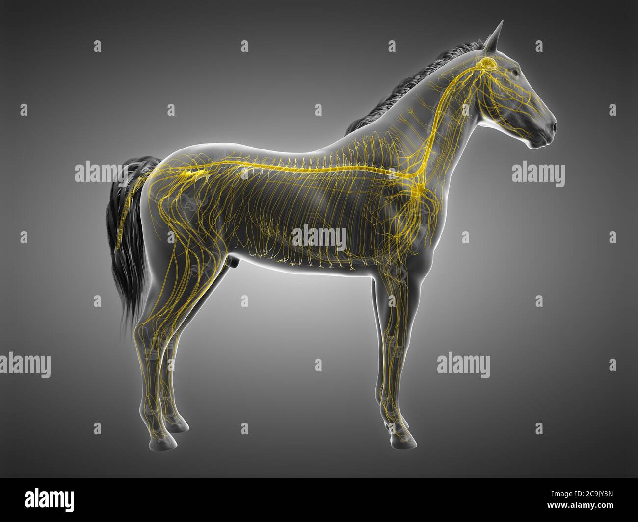 Horse nervous system, computer illustration Stock Photo - Alamy