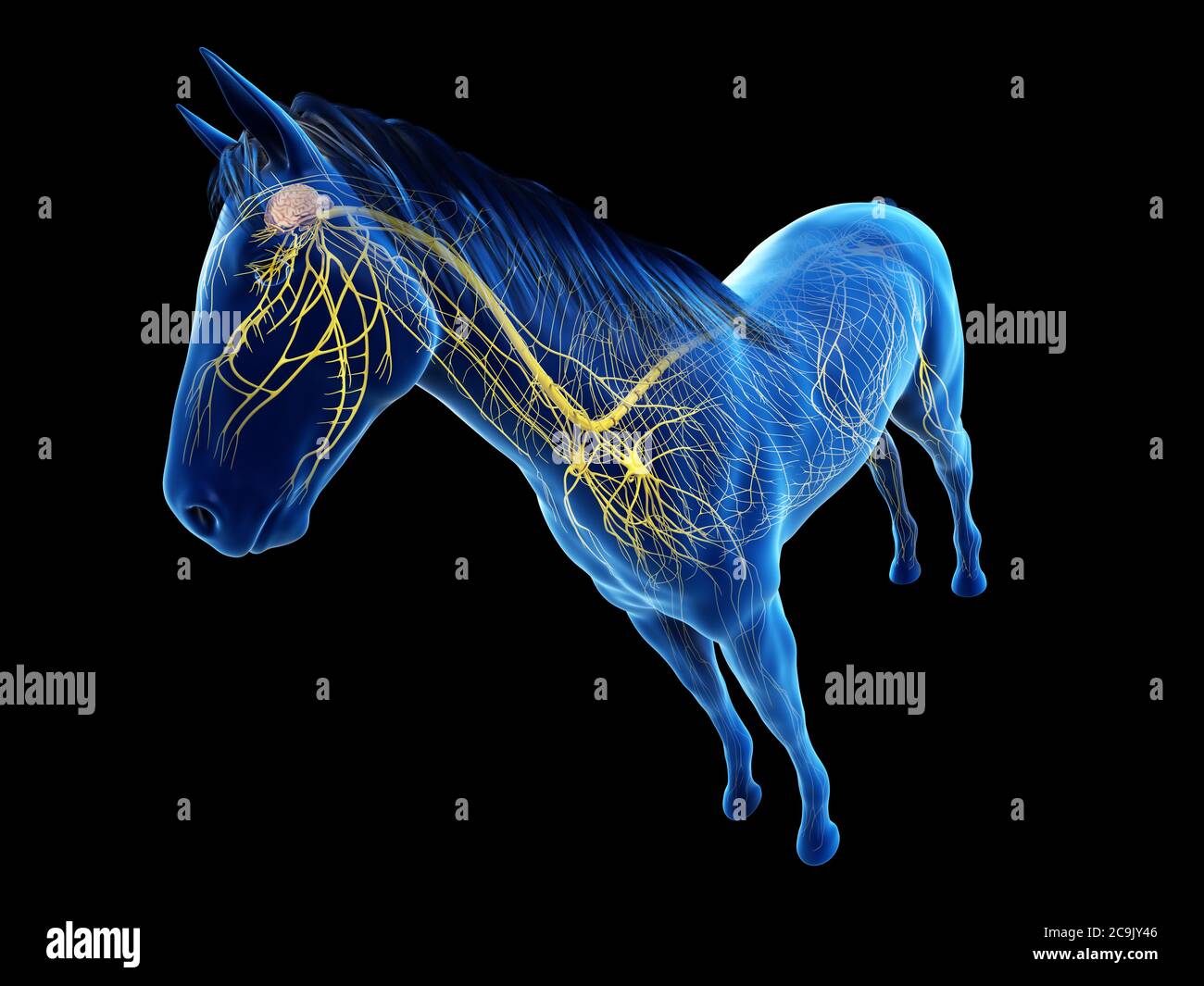 Horse nervous system, computer illustration Stock Photo - Alamy