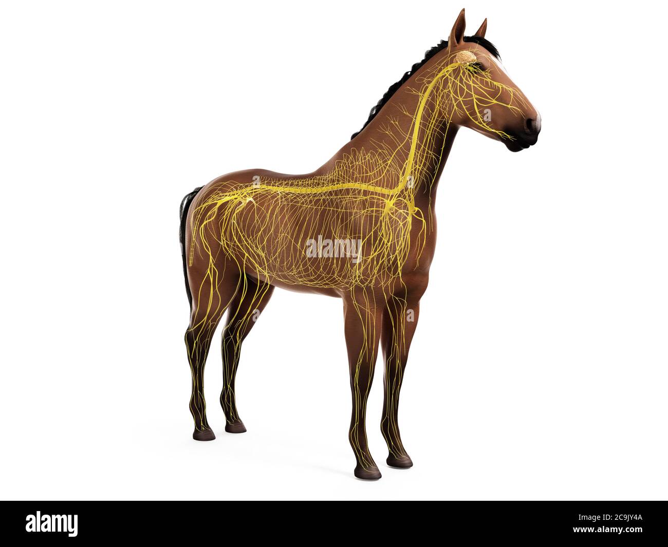 Horse nervous system, computer illustration Stock Photo - Alamy