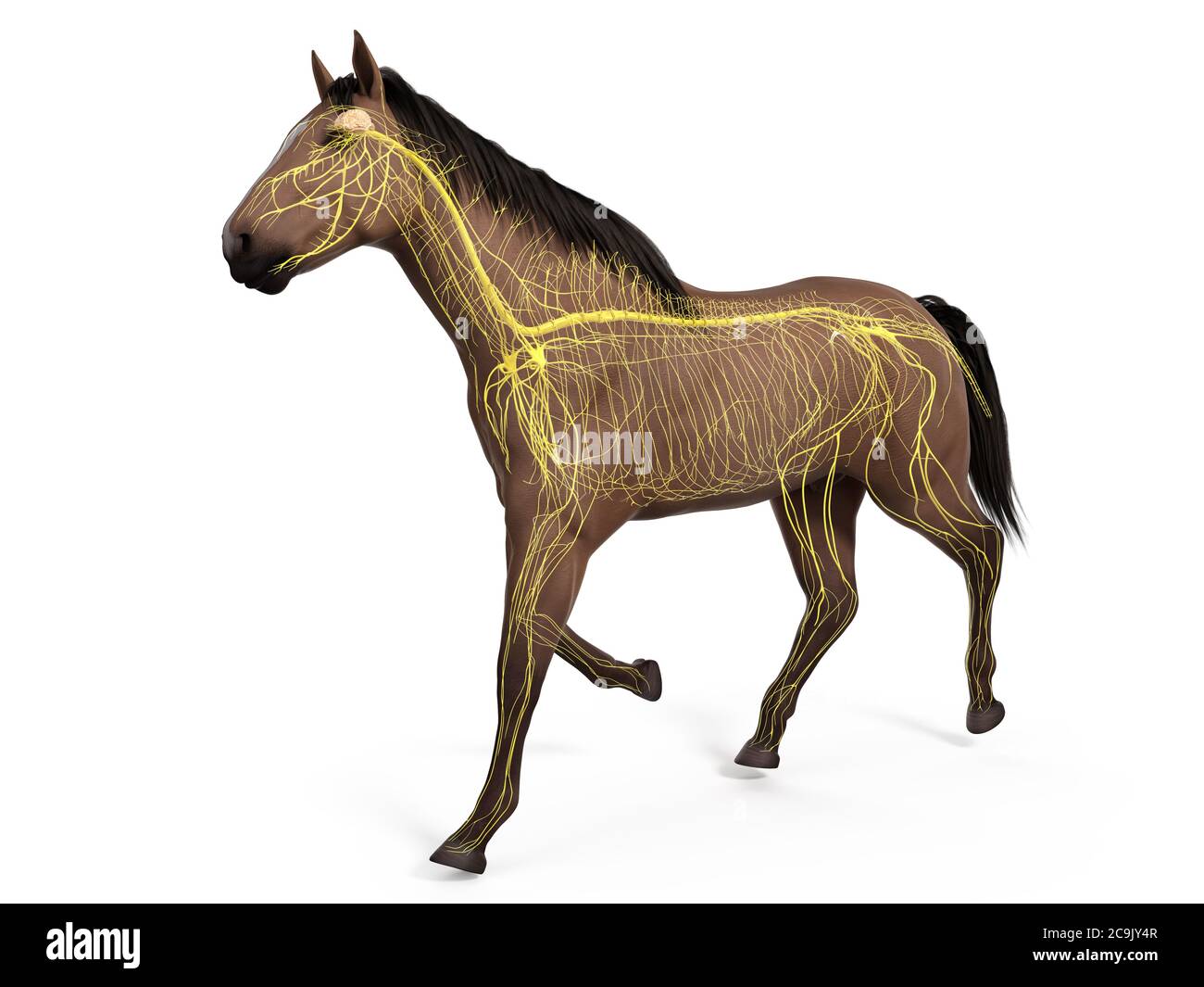Horse nervous system, computer illustration Stock Photo - Alamy