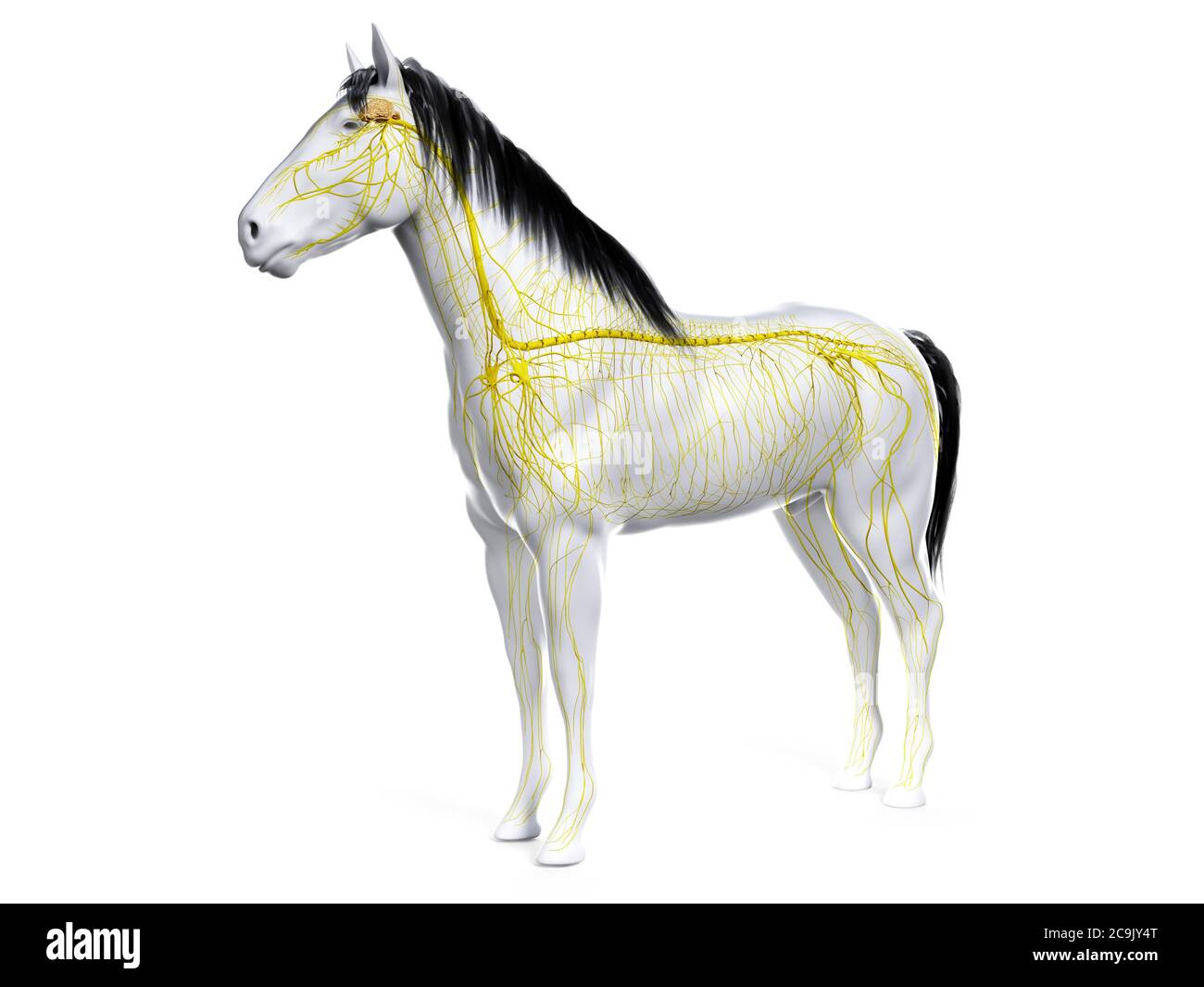 Horse nervous system, computer illustration Stock Photo - Alamy