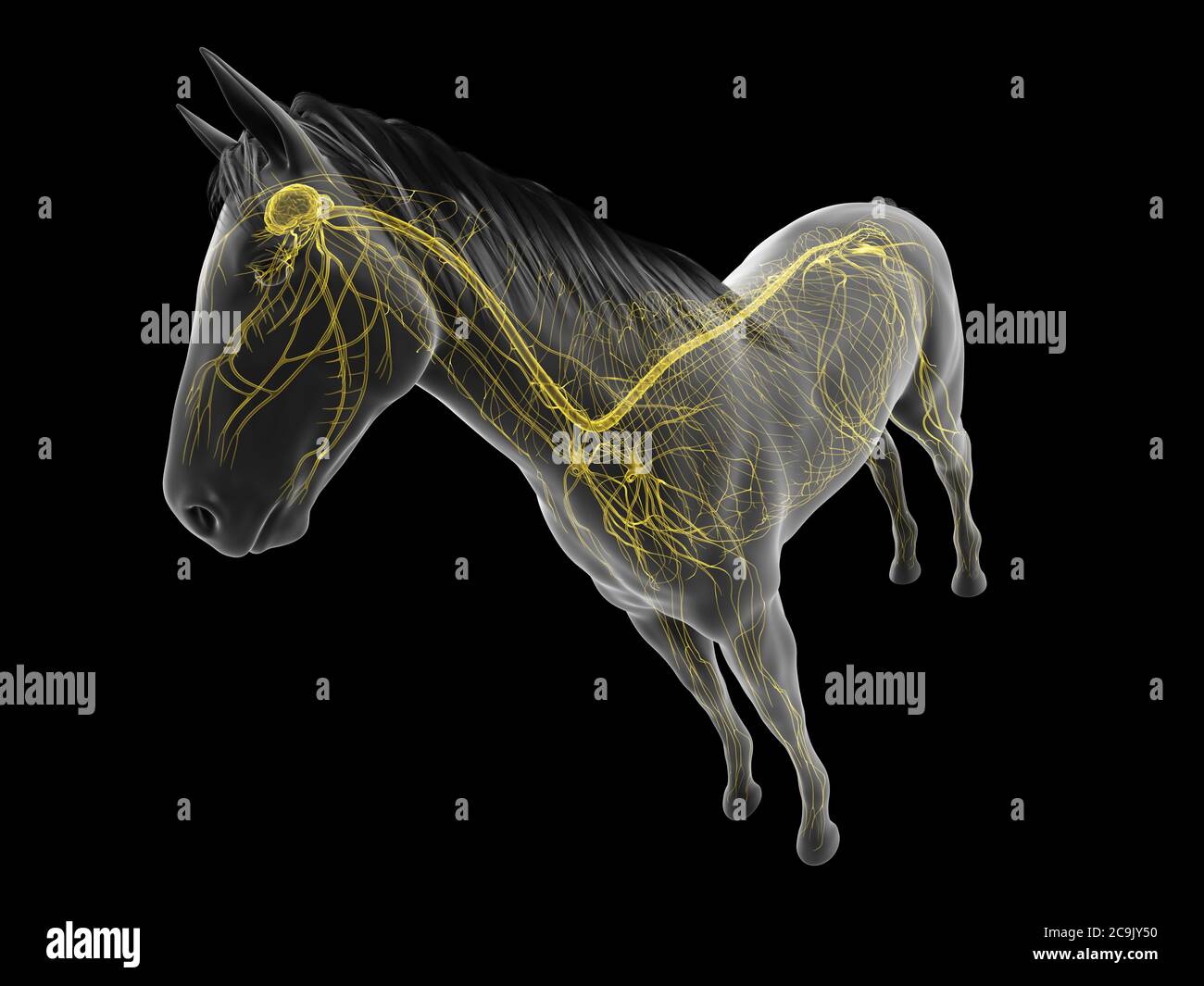 Horse nervous system, computer illustration Stock Photo - Alamy