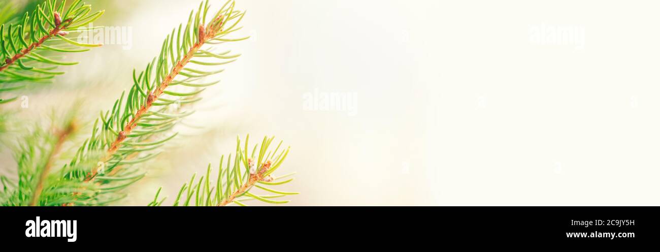 Beautiful natural spring tree background. Light green pine tree ...