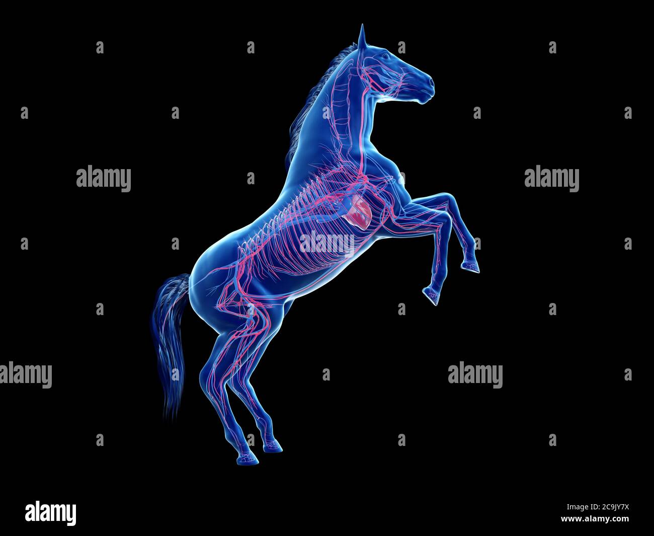 Horse vascular system, computer illustration Stock Photo - Alamy