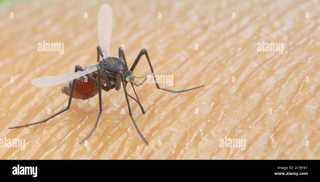 Mosquito on human skin, computer illustration Stock Photo - Alamy