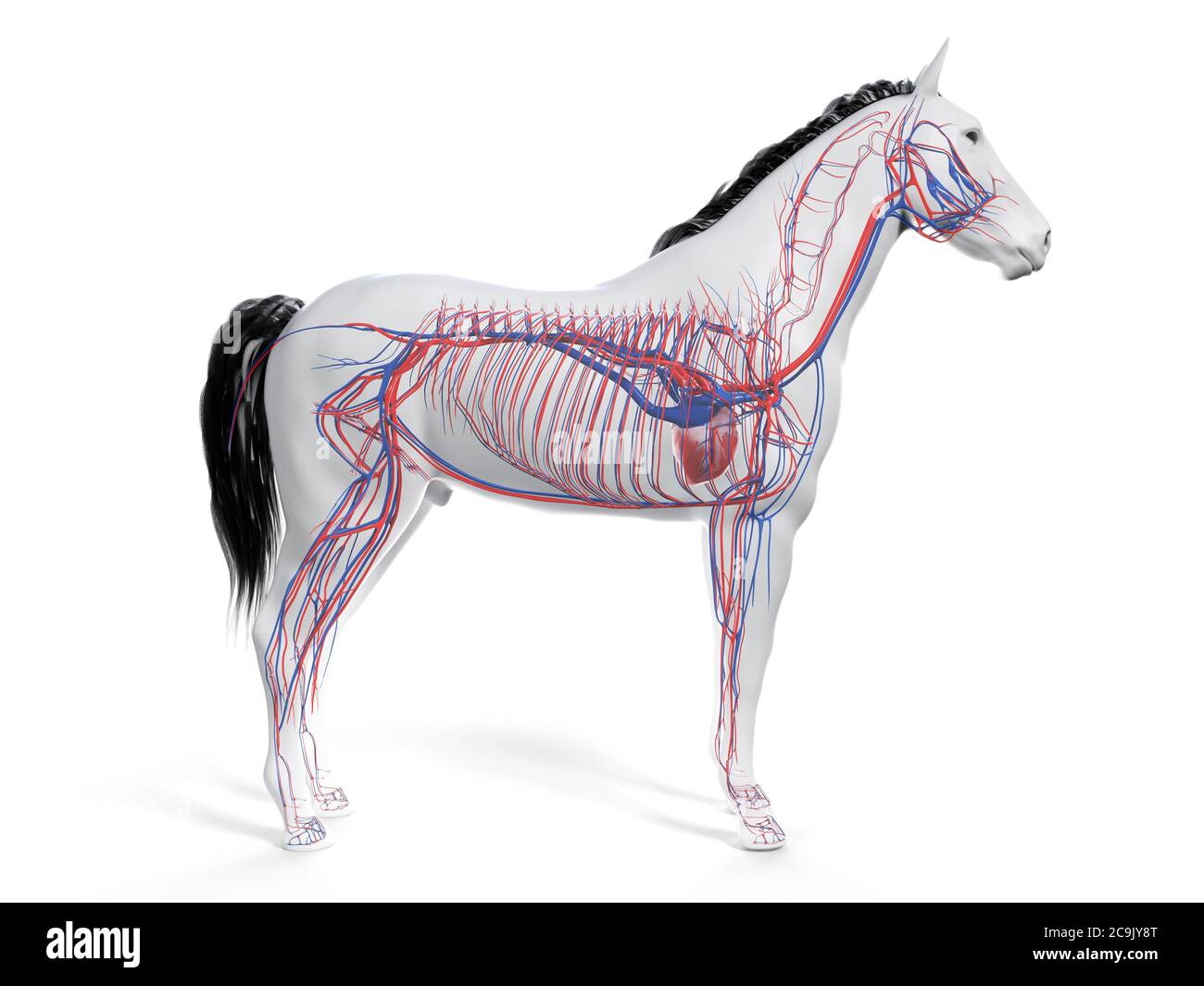 Cardiovascular system horse anatomy hi-res stock photography and images ...