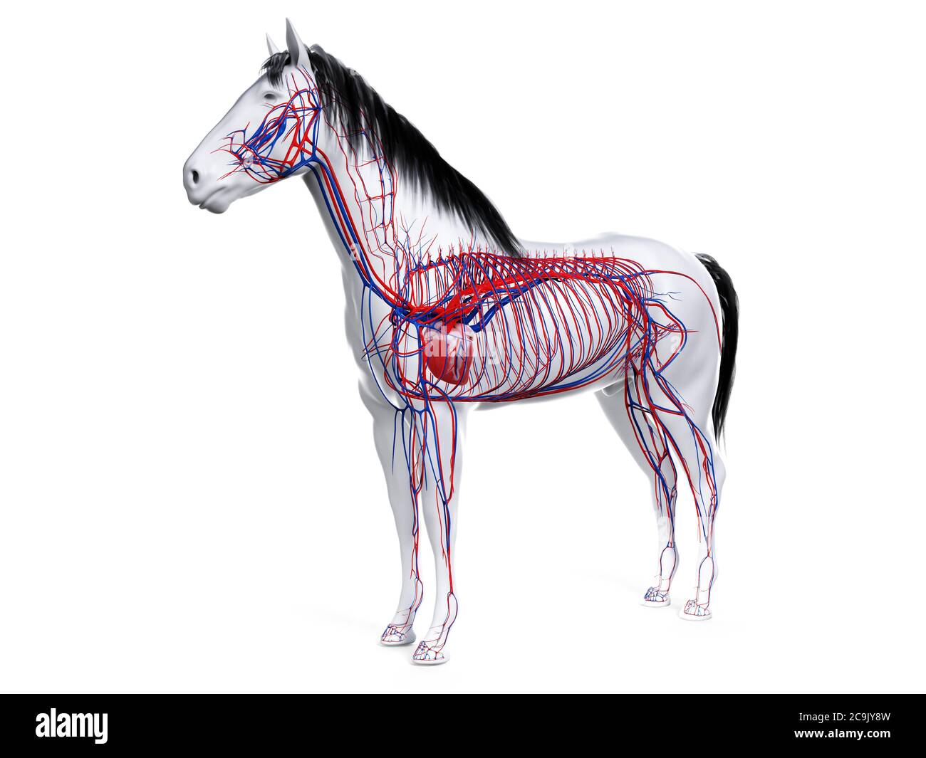 Cardiovascular system horse anatomy hi-res stock photography and images ...