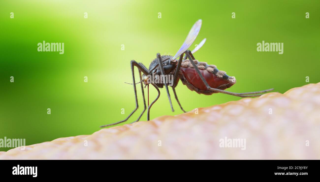 Mosquito on human skin, computer illustration Stock Photo - Alamy