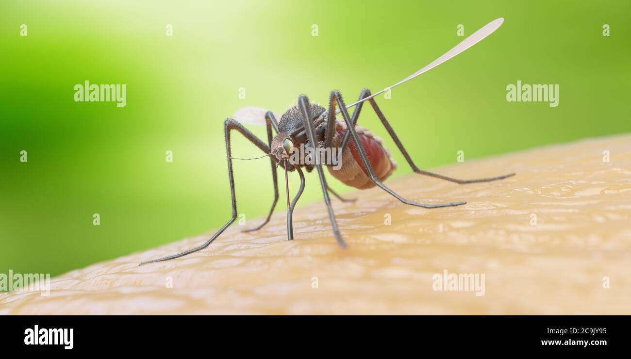 Mosquito on human skin, computer illustration Stock Photo - Alamy