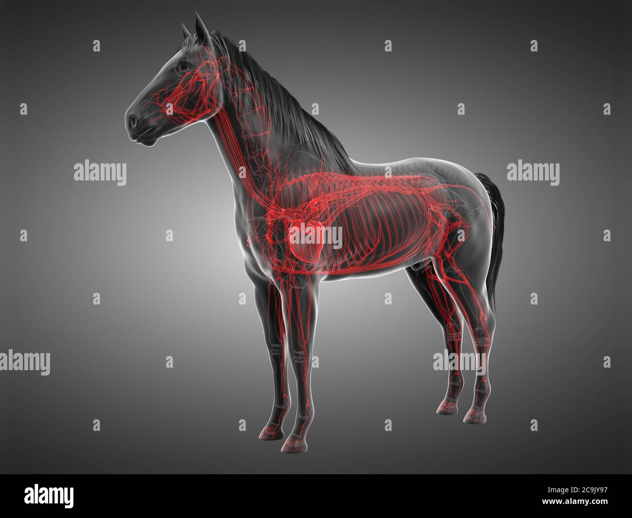 Cardiovascular system horse anatomy hi-res stock photography and images ...