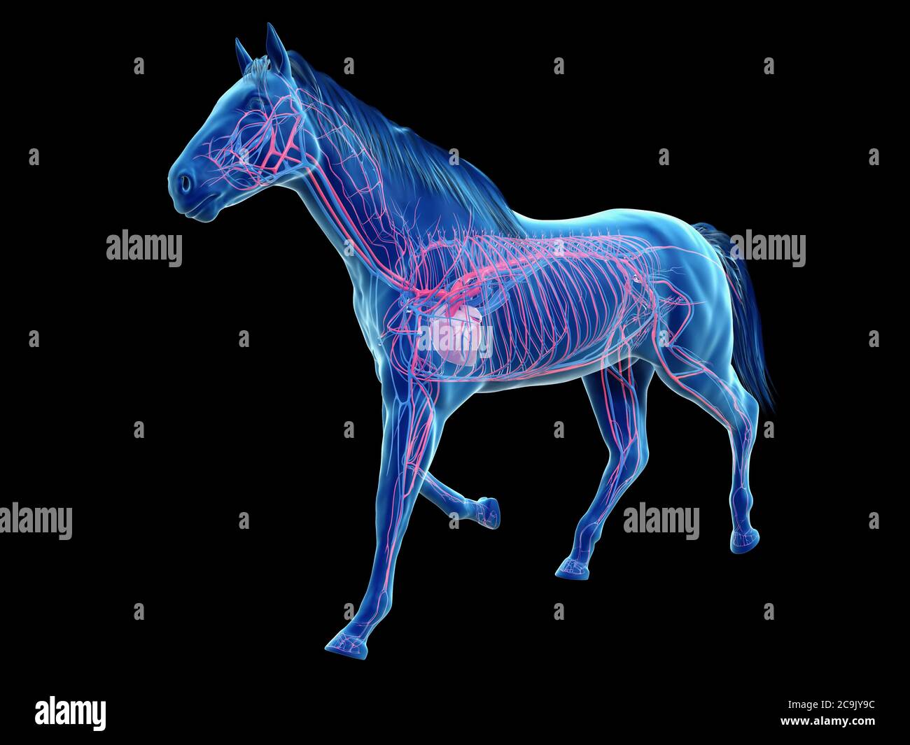 Horse vascular system, computer illustration Stock Photo - Alamy