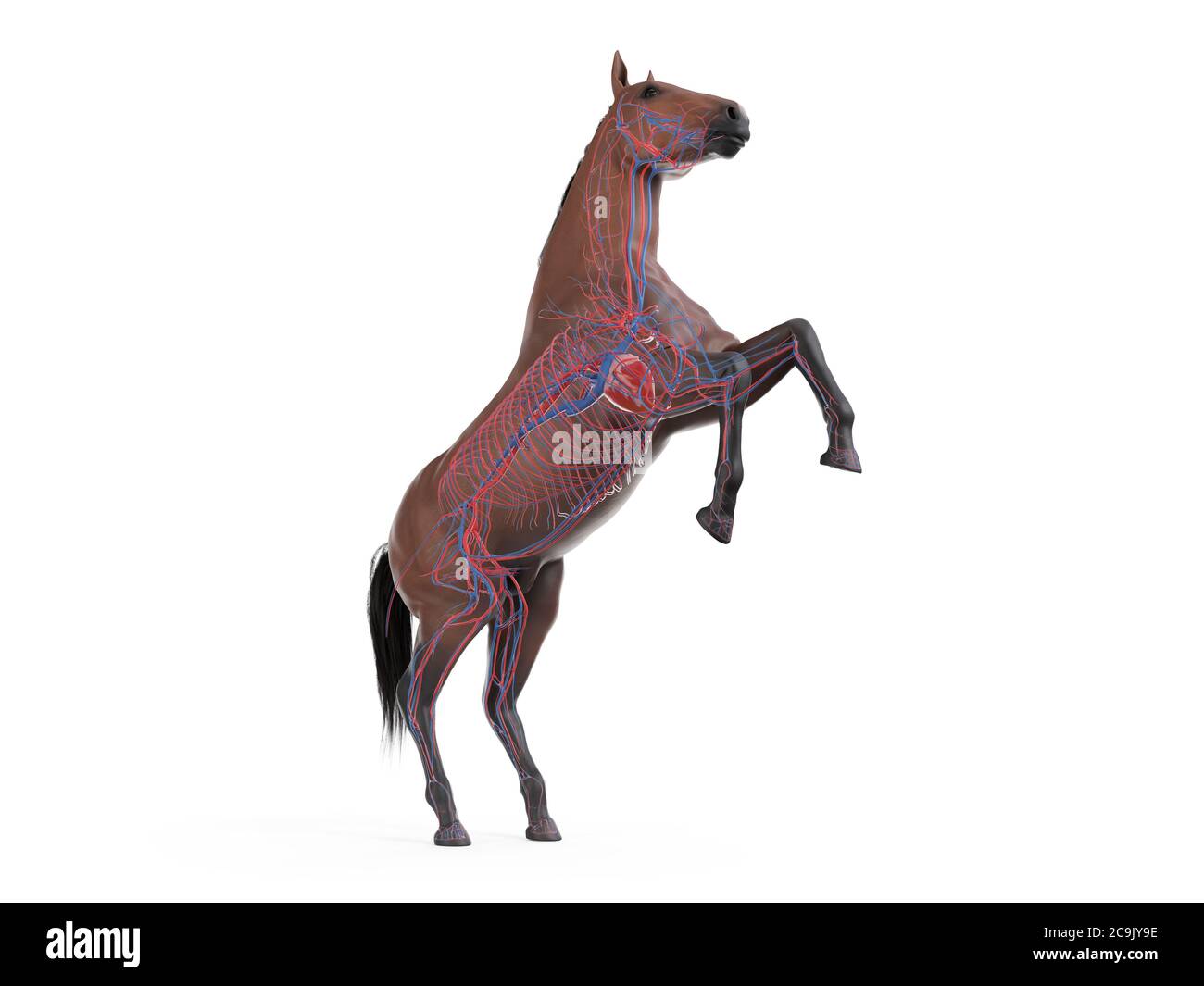 Horse vascular system, computer illustration Stock Photo - Alamy