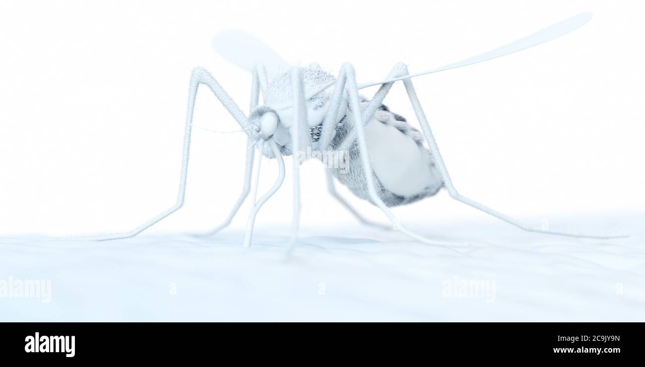 Mosquito, computer illustration Stock Photo - Alamy