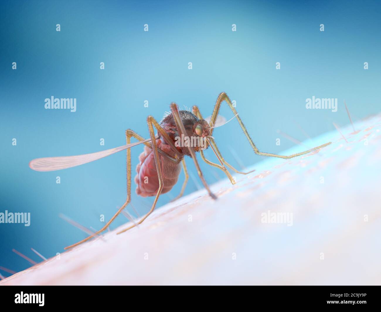 Mosquito on human skin, computer illustration Stock Photo - Alamy