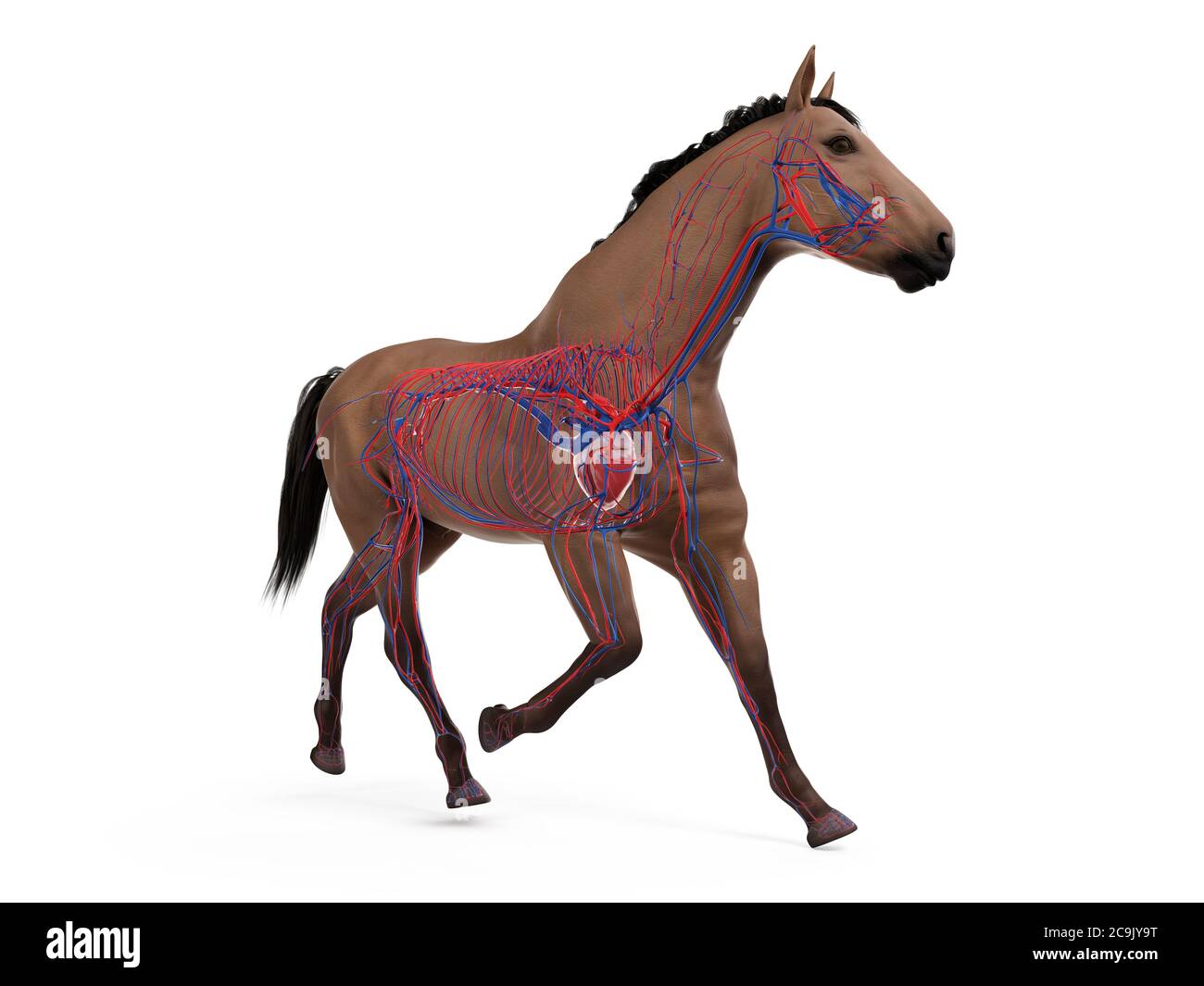 Horse vascular system, computer illustration Stock Photo - Alamy
