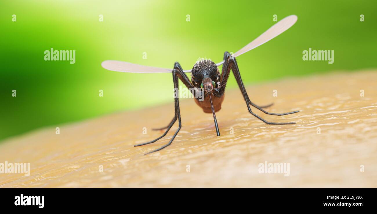 Mosquito on human skin, computer illustration Stock Photo - Alamy