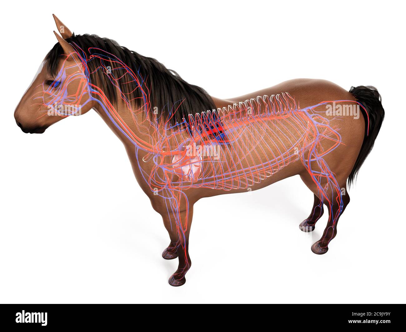 Horse Cardiovascular System High Resolution Stock Photography and ...