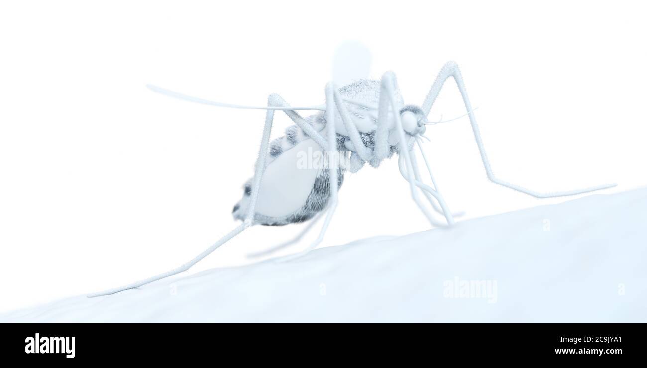 Mosquito, computer illustration Stock Photo - Alamy