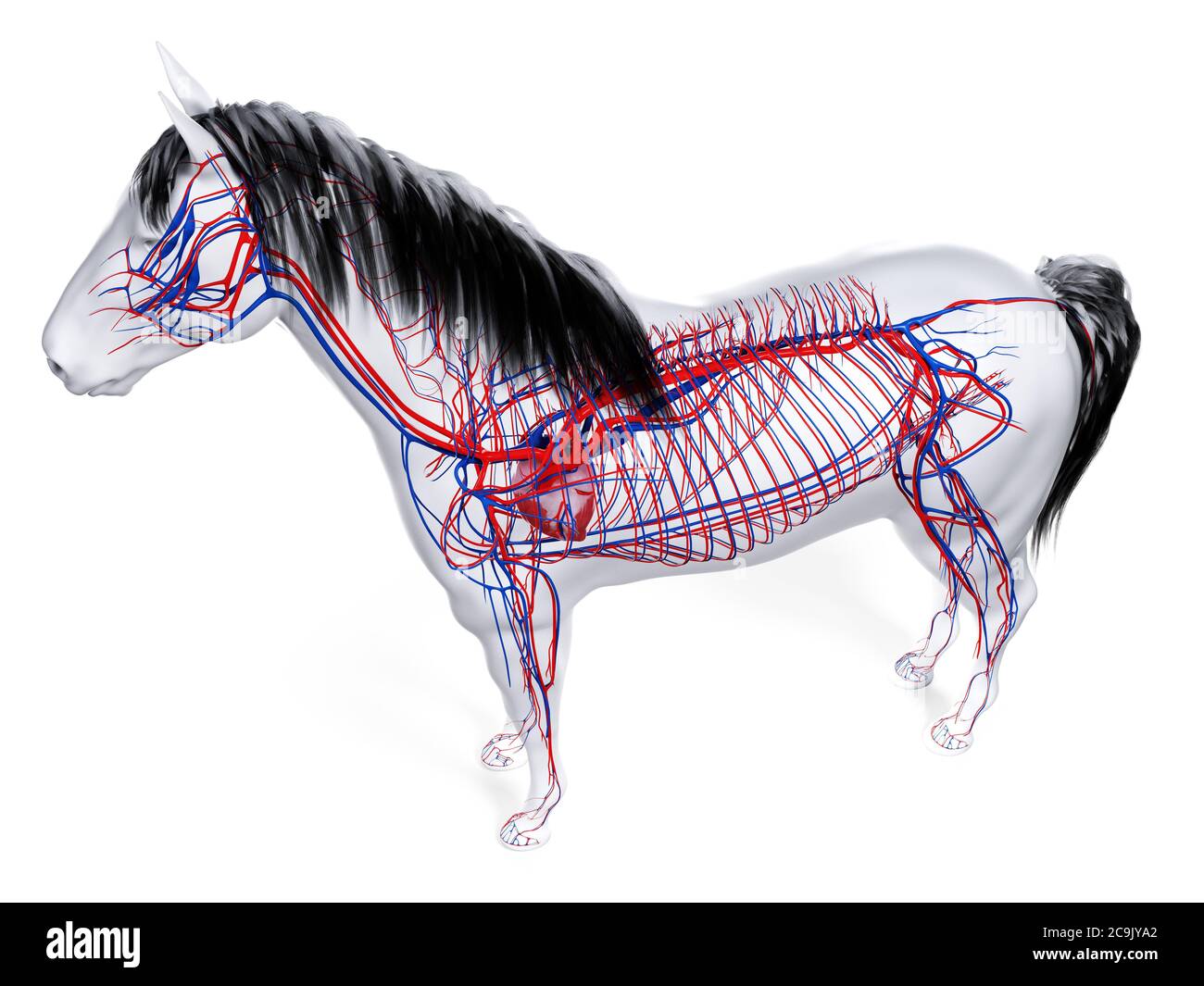 Horse vascular system, computer illustration Stock Photo - Alamy