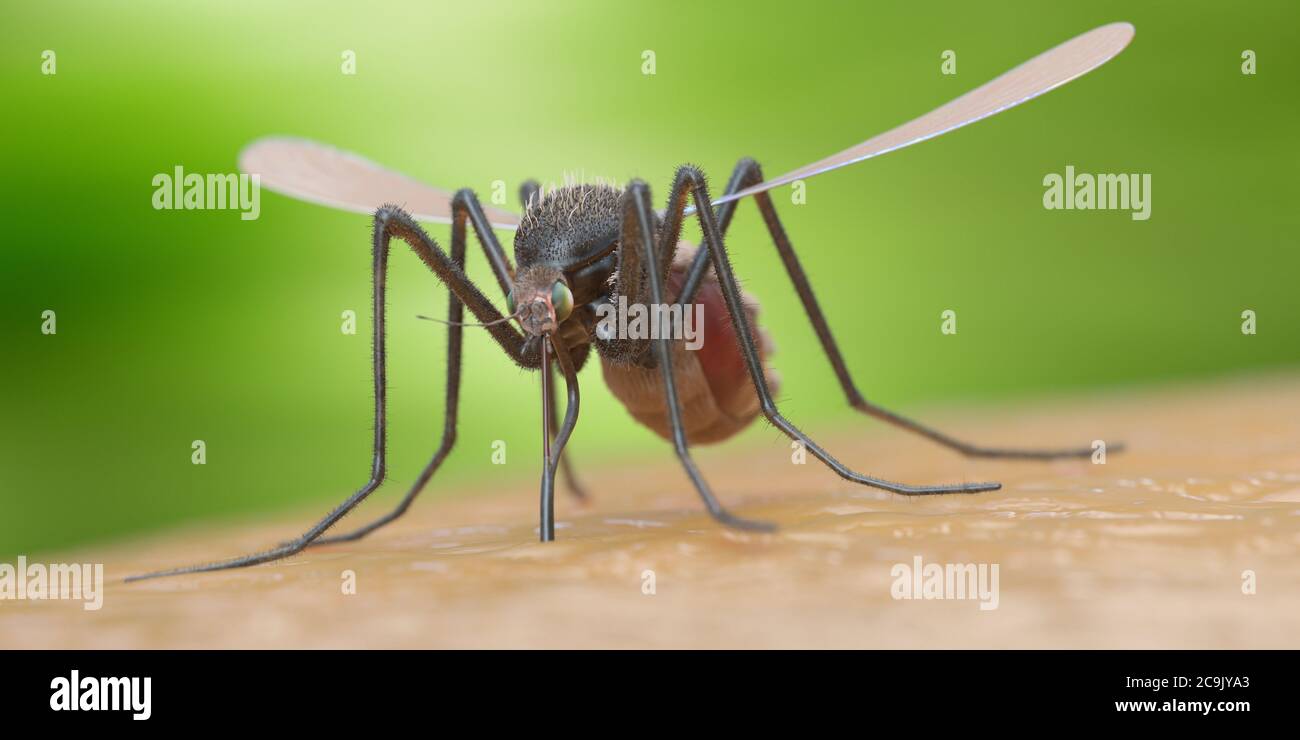 Mosquito on human skin, computer illustration Stock Photo - Alamy