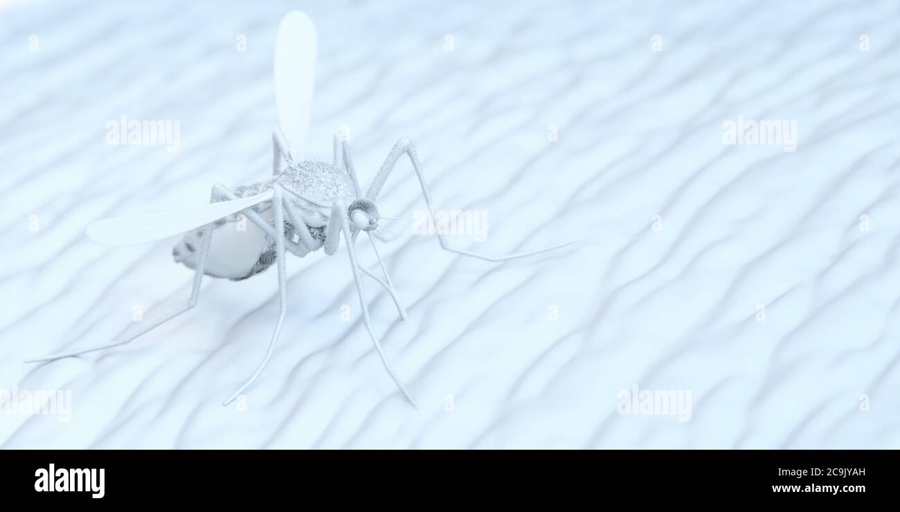 Mosquito, computer illustration Stock Photo - Alamy