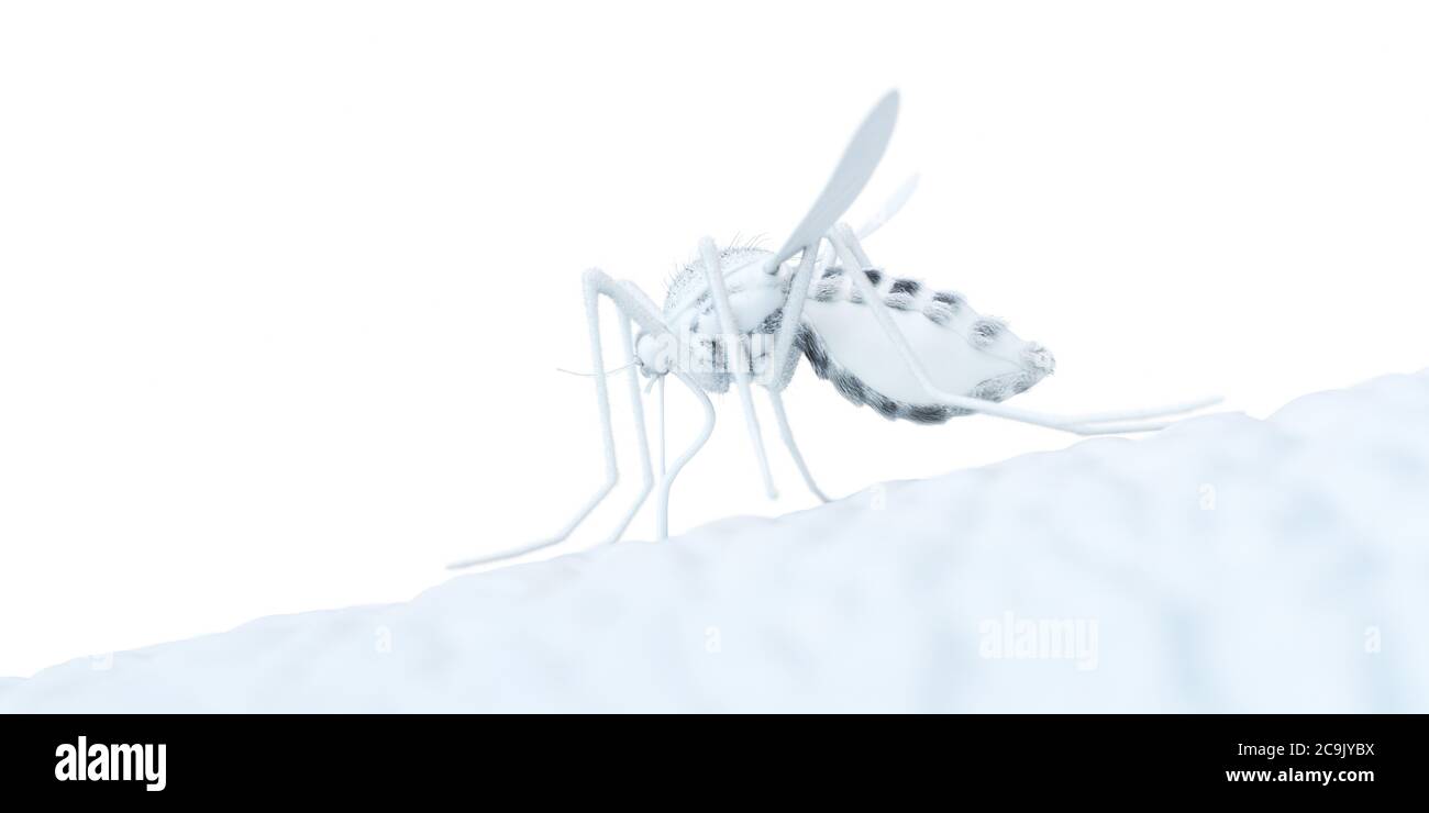 Mosquito, computer illustration Stock Photo - Alamy