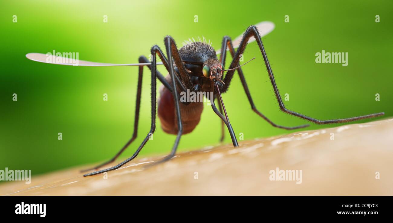 Mosquito on human skin, computer illustration Stock Photo - Alamy