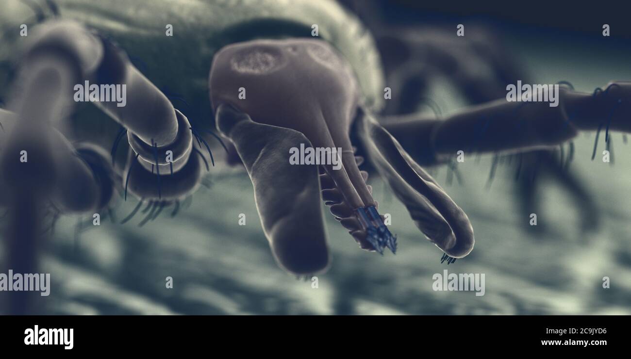 Tick on human skin, computer illustration Stock Photo - Alamy