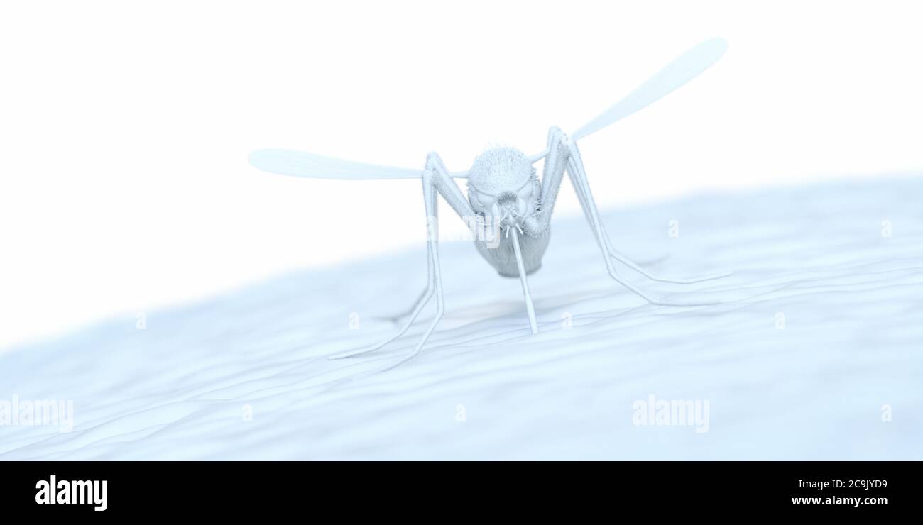 Mosquito, computer illustration Stock Photo - Alamy
