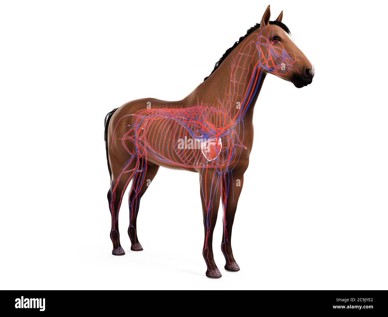 Cardiovascular system horse anatomy hi-res stock photography and images ...