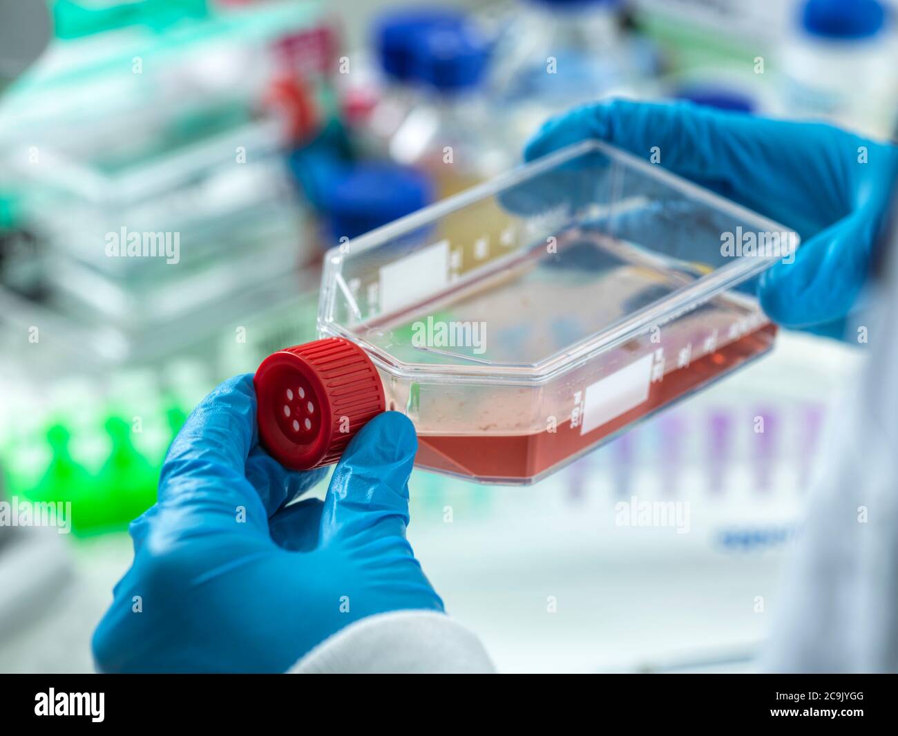 Scientist viewing a flask containing cells cultivated in red growth ...