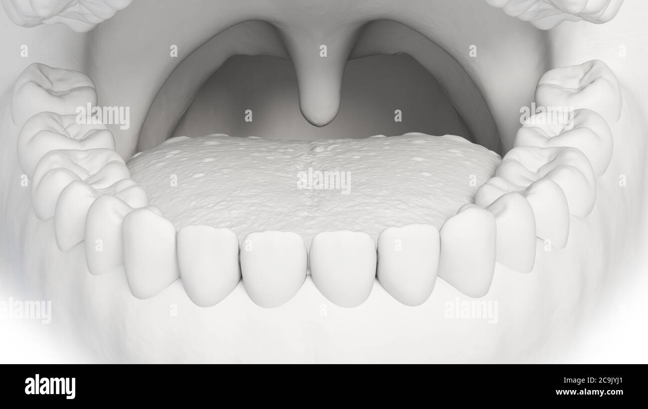 Human teeth, illustration Stock Photo - Alamy