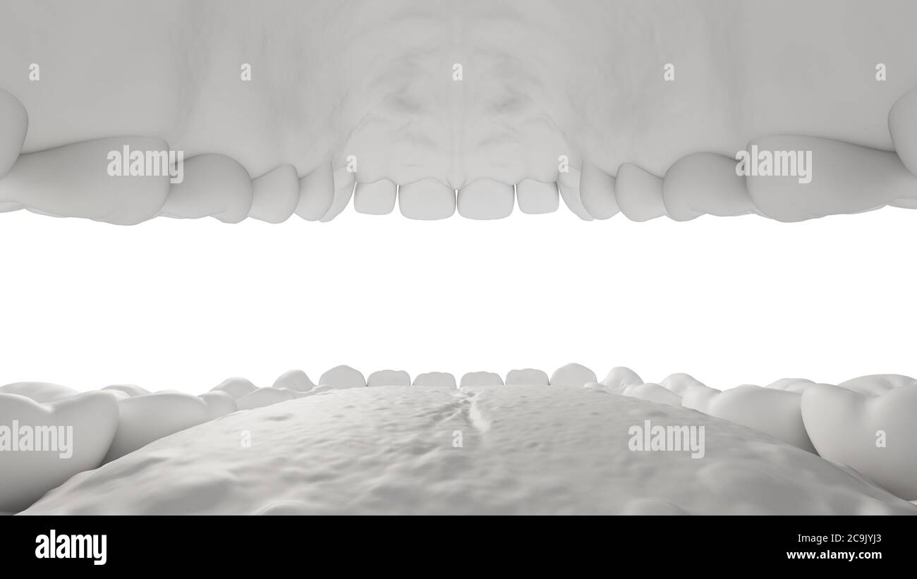 Human teeth, illustration Stock Photo - Alamy