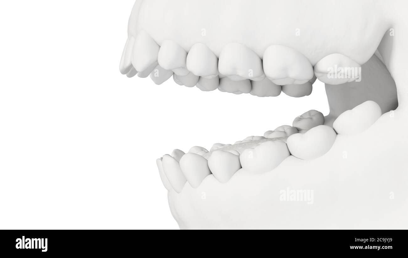 Human teeth, illustration Stock Photo - Alamy
