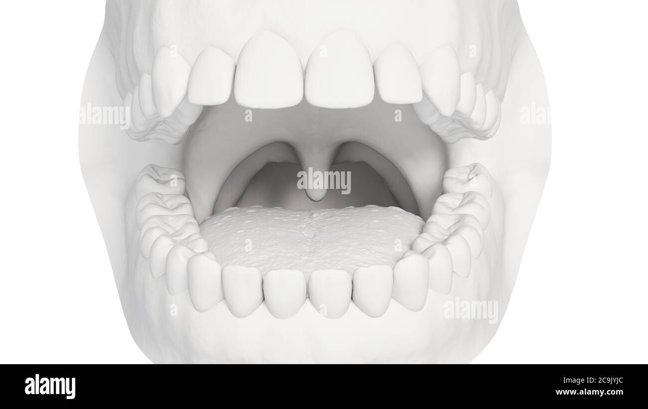 Human teeth, illustration Stock Photo - Alamy