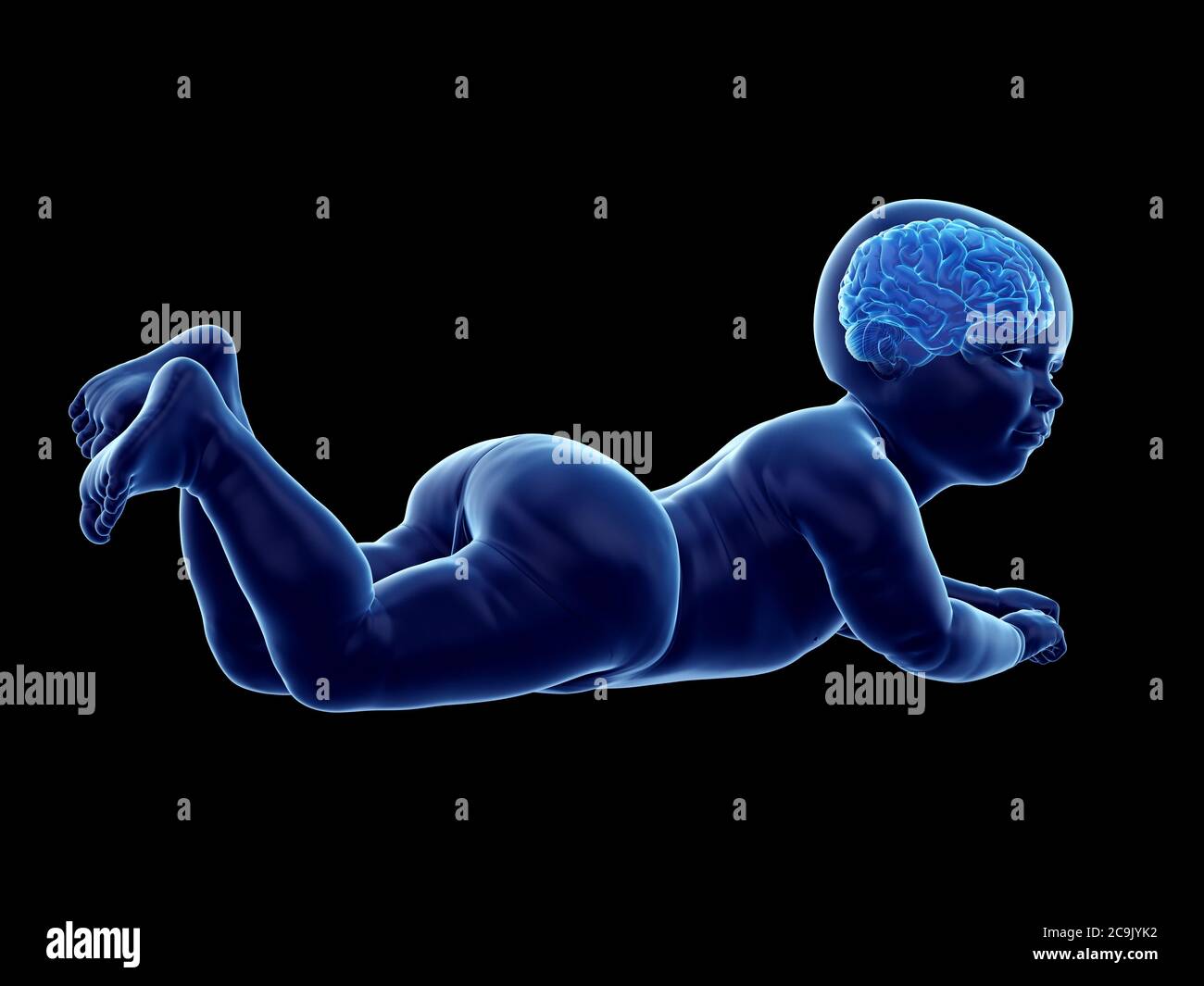 Brain of a baby, illustration Stock Photo - Alamy