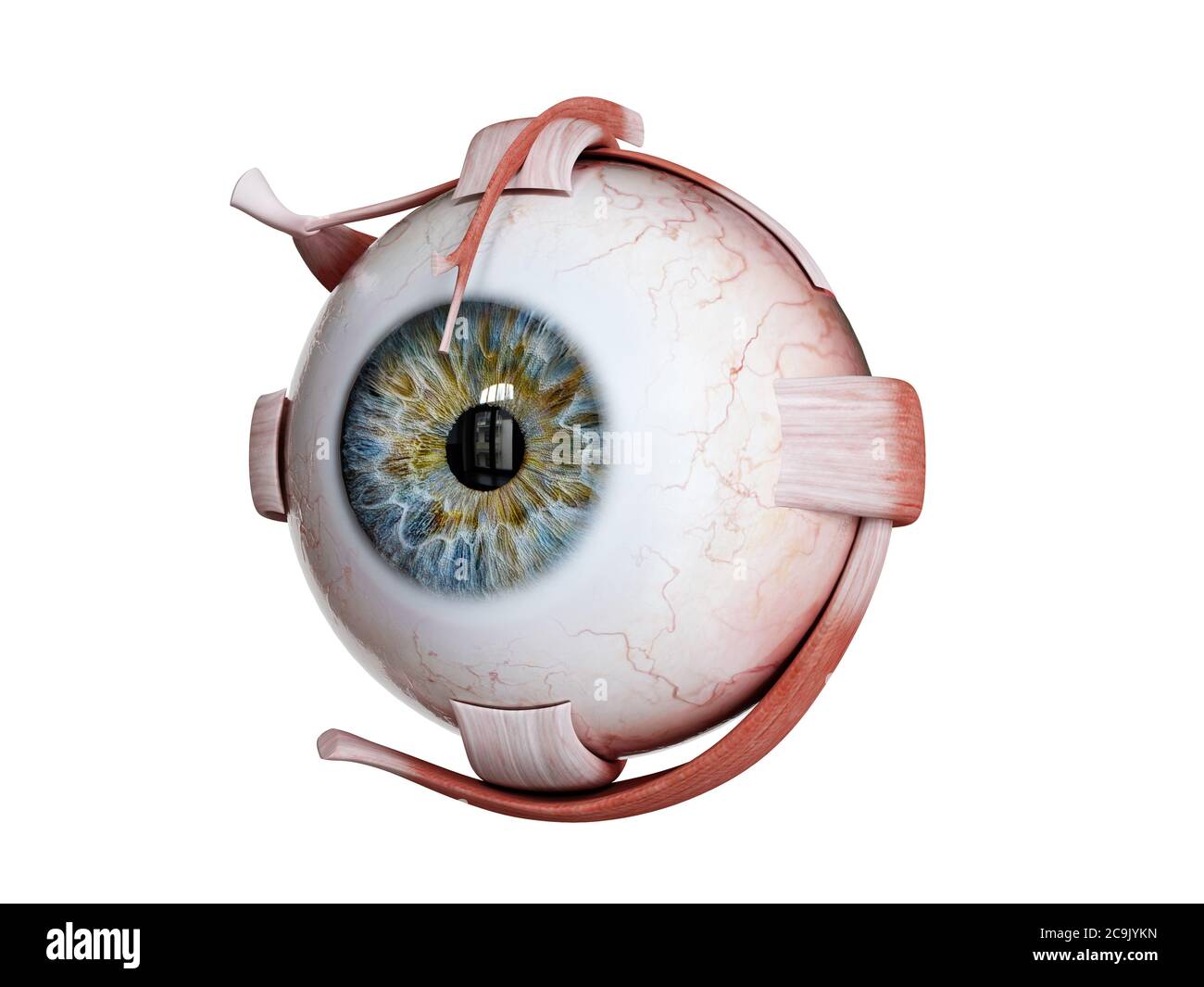 Human eye muscles, illustration Stock Photo - Alamy