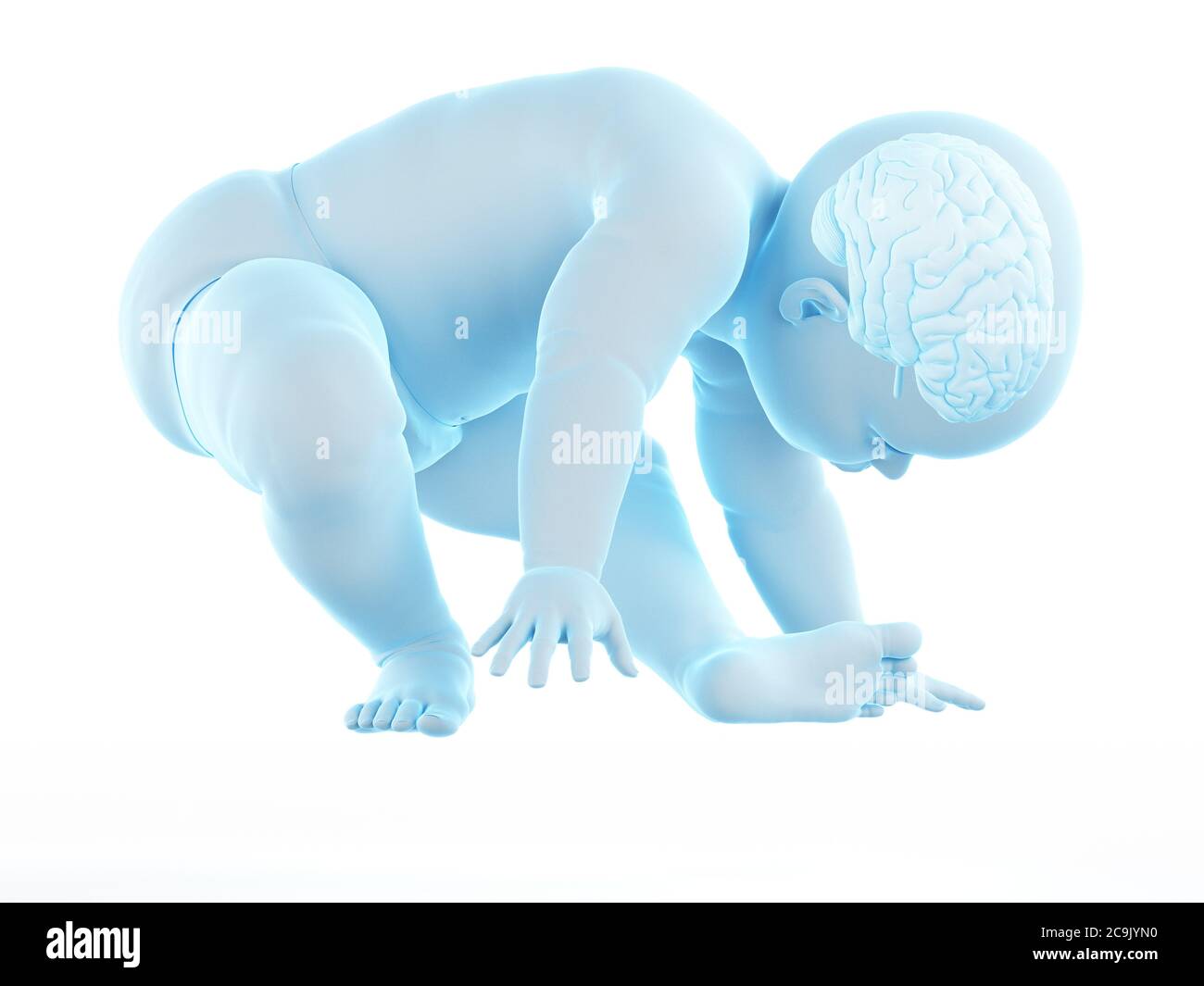 Brain of a baby, illustration Stock Photo - Alamy