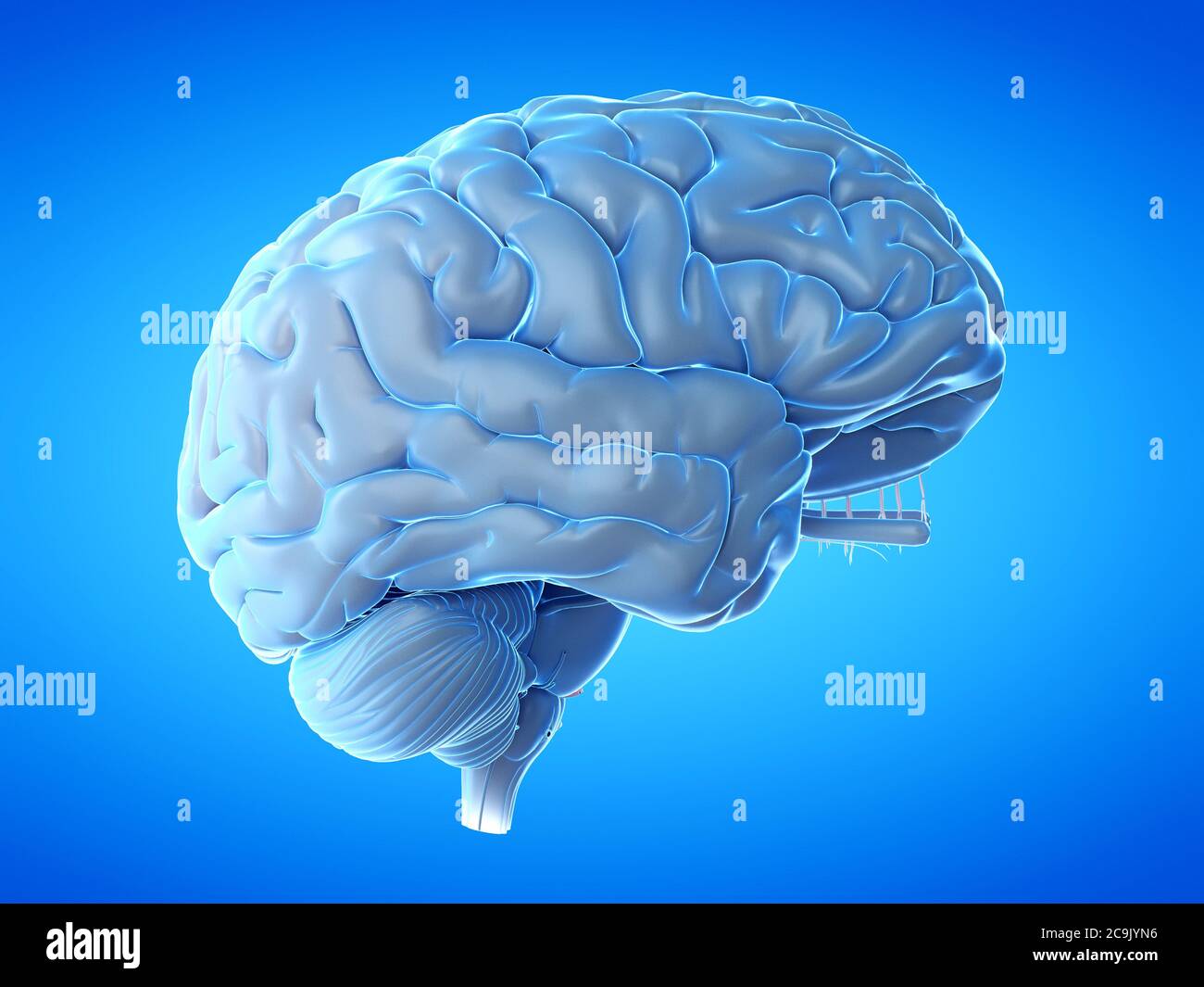 Real human brain anatomy hi-res stock photography and images - Alamy