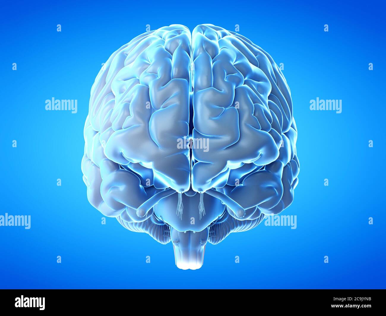 Real human brain anatomy hi-res stock photography and images - Alamy
