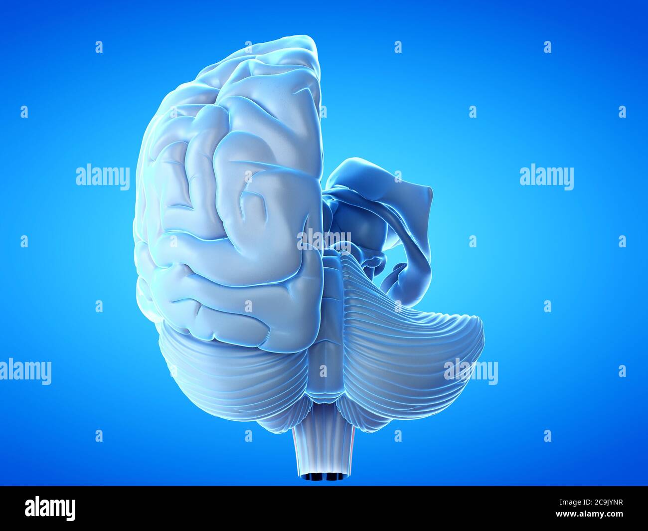Human brain, illustration Stock Photo - Alamy